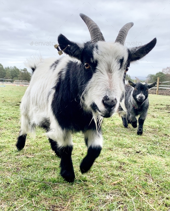 Two young nosey miniature goats out in the field coming to who I am ...