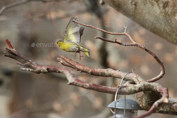 Beautiful flash of yellow. A Serin bird takes flight from a tree in the ...