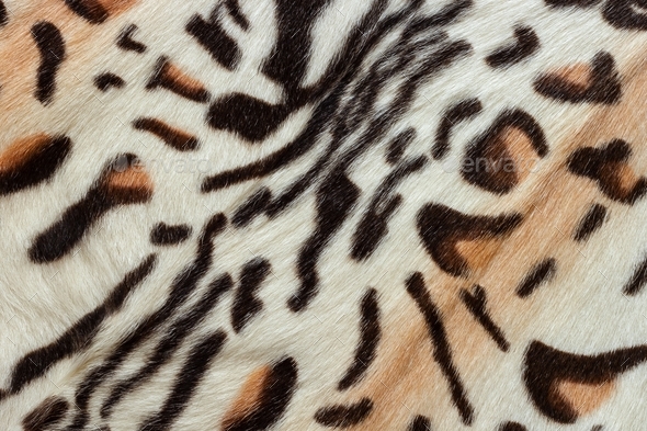 Fur of bengal cat, animal print Stock Photo by Clara_Sh | PhotoDune