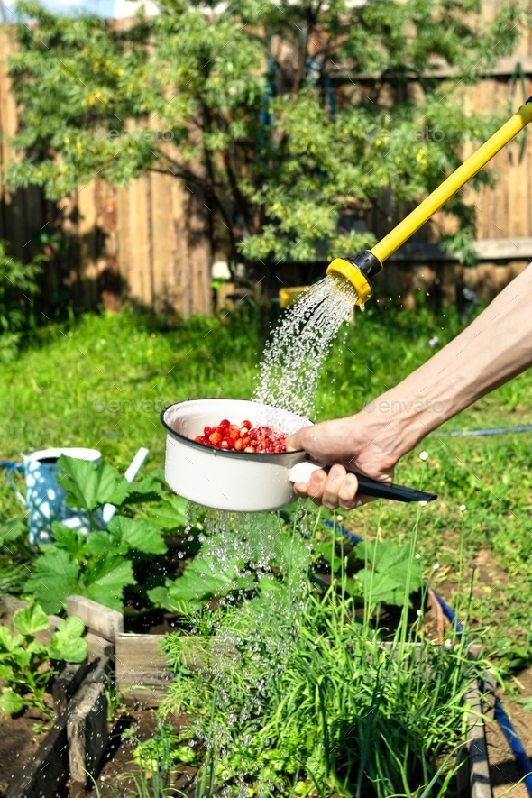 Strawberries under water jets from irrigate hose pipe on backyard ...