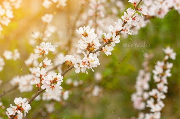 Blooming tender cherry closeup, floral white branch of sakura bush at ...