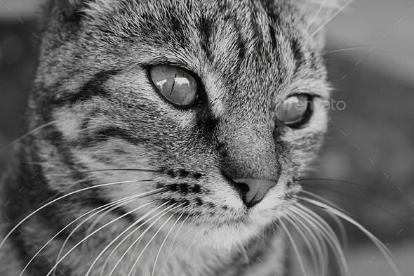 Close up portrait of a tabby cat called TC. Stock Photo by bclare2