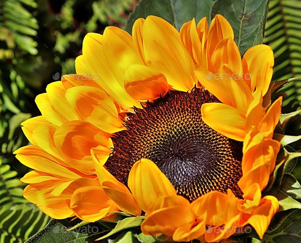 Bright bold and dynamic, the sunflower! Stock Photo by bclare2 | PhotoDune
