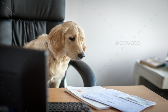 Cute dog yellow labrador golden retriever working in the modern office ...