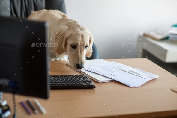 Cute dog yellow labrador golden retriever working in the modern office ...