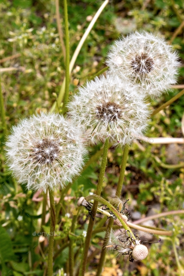 The depth of field of a dandelion photographed in close-up on a green ...