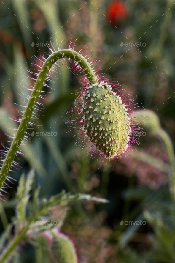 The fruit of the poppy: an unopened bud close-up Stock Photo by ...