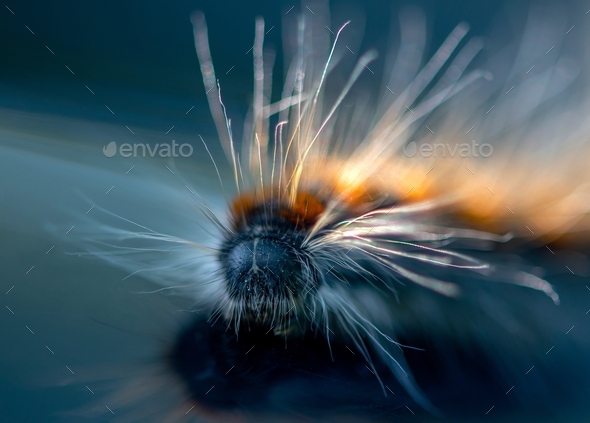close-up of a caterpillar with a beautiful backlight in the depth of ...