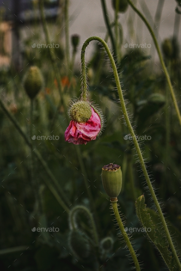The fruit of the poppy: an unopened bud close-up Stock Photo by ...