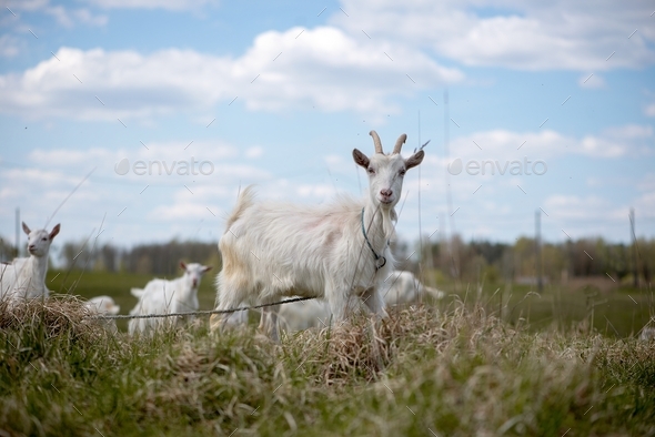 Goat. Stock Photo by zelmab | PhotoDune