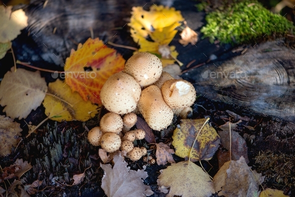 Mushrooms Family,Sticky Scalycap Pholiota squarrosa Fungi in Krimulda ...