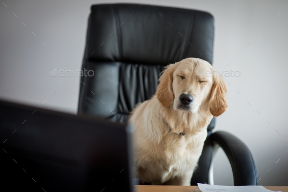Cute dog yellow labrador golden retriever working in the modern office ...