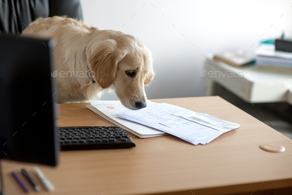 Cute dog yellow labrador golden retriever working in the modern office ...