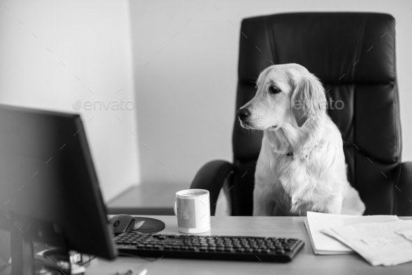 Cute dog yellow labrador golden retriever working in the modern office ...