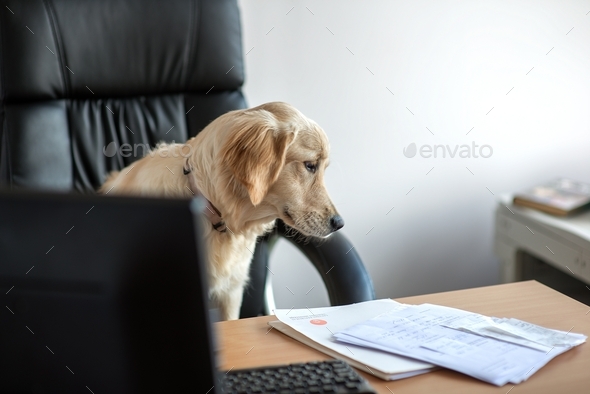 Cute dog yellow labrador golden retriever working in the modern office ...