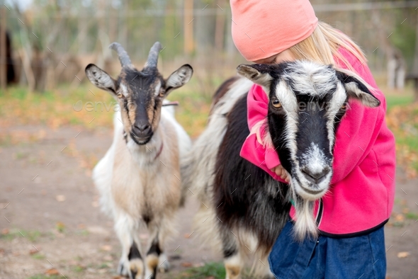 little girl child hug a goat in the farm yard,kid and animal or pet ...