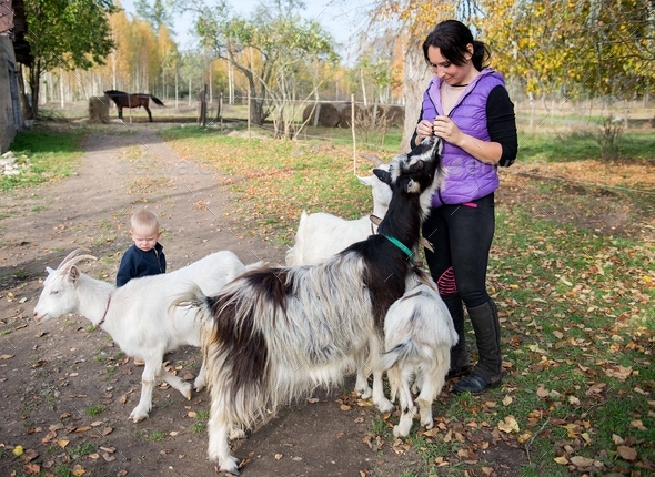 A young female farmer feeds goats with bread in her farm yard. Stock ...