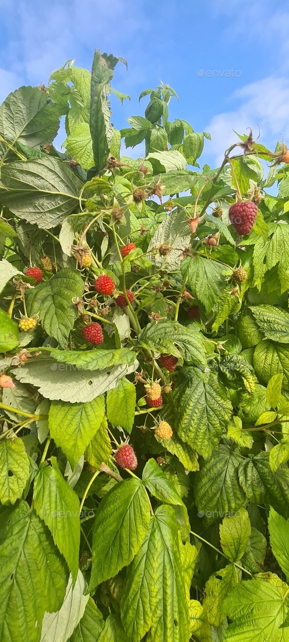 branch of ripe raspberries in a garden on green background Stock Photo ...