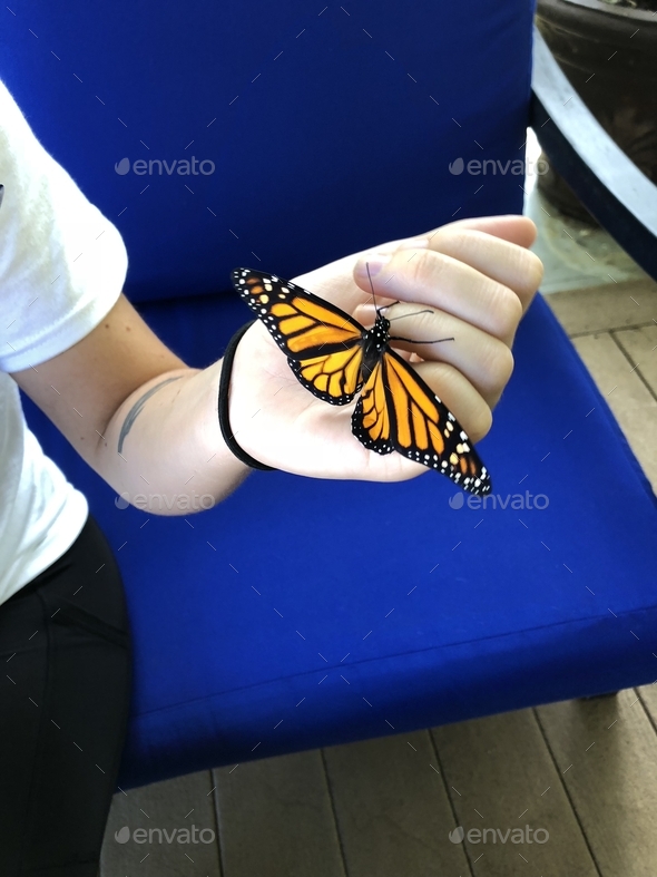 Human hand holding newly emerged monarch butterfly Stock Photo by Mrskiac