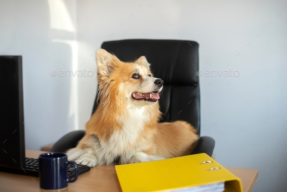 Cute fluffy corgi dog sits in a chair and working on a computer in the ...
