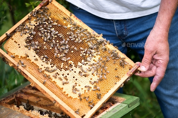 Beekeeper removing honeycomb from beehive. Bees on honeycomb Stock ...