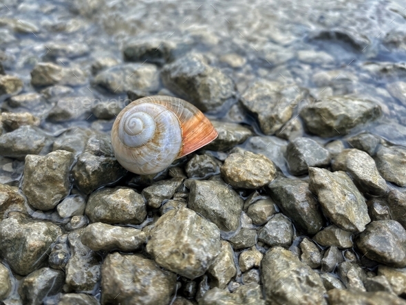 the snail shell lies on the stones and is washed by the wave Stock ...
