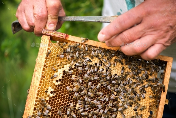 Beekeeper removing honeycomb from beehive. Bees on honeycomb Stock ...
