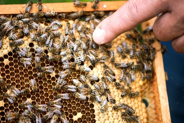 Beekeeper removing honeycomb from beehive. Bees on honeycomb Stock ...