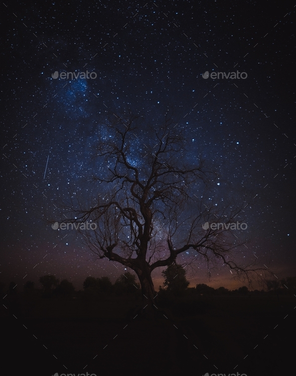 Shot of scary tree in starry night Stock Photo by nitinkushwah880 ...
