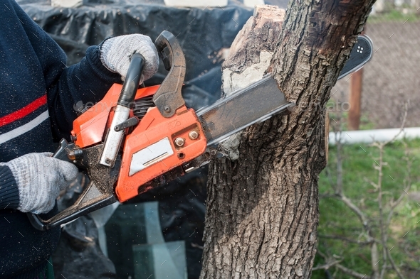 man sawing a tree with a chainsaw in the summer in nature Stock Photo ...