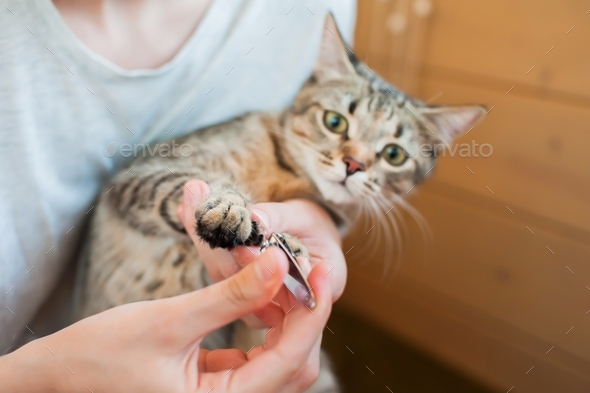 Girl trimming the claws of a domestic cat at home close-up Stock Photo ...