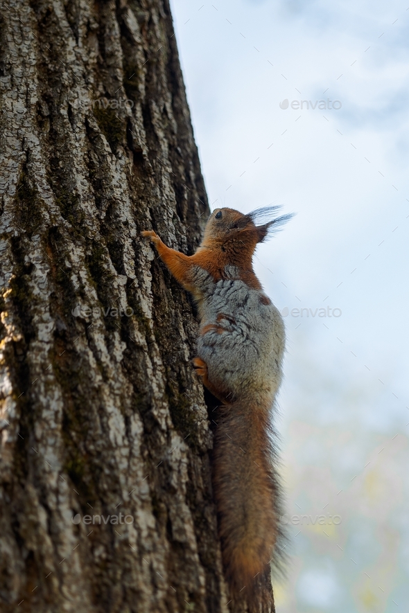 Red squirrel on tree spring coat color change. Squirrel sheds. Spring ...