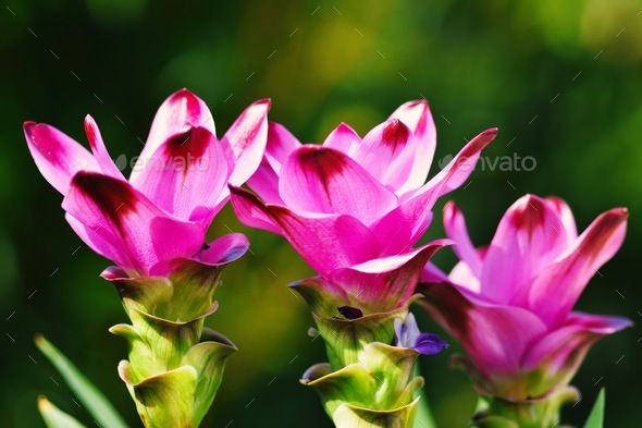 Turmeric flowers Stock Photo by David_Tanke | PhotoDune