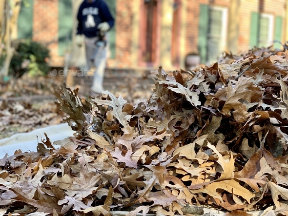The chore of blowing raking & picking Fall leaves on tarp to drag them ...