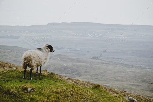 Highland sheep Stock Photo by jwyma | PhotoDune