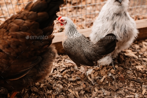 Silver duckwing chicken Stock Photo by laceybeth | PhotoDune