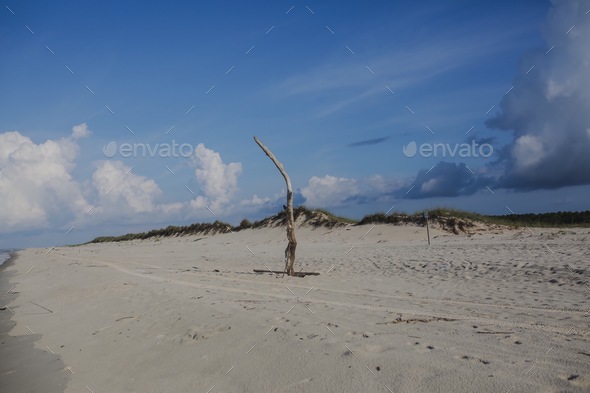 Random log sticking out of sand on beach Stock Photo by laceybeth ...