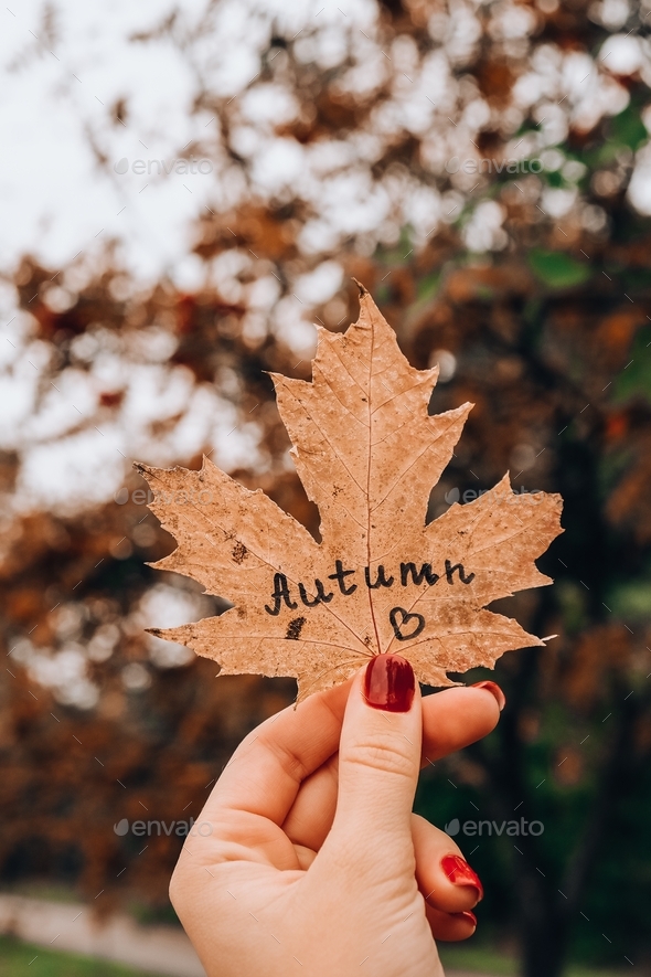 Stylish red female nails. Fall leaf with text AUTUMN in hands. Modern ...