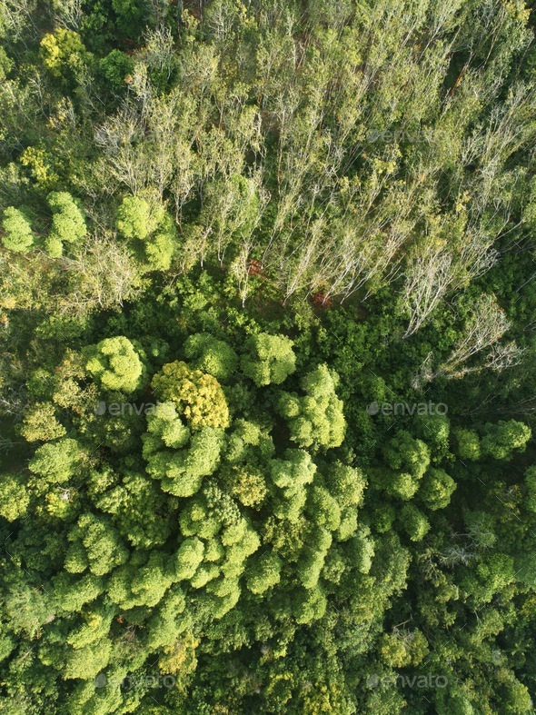 Trees from above Stock Photo by nazmanm | PhotoDune