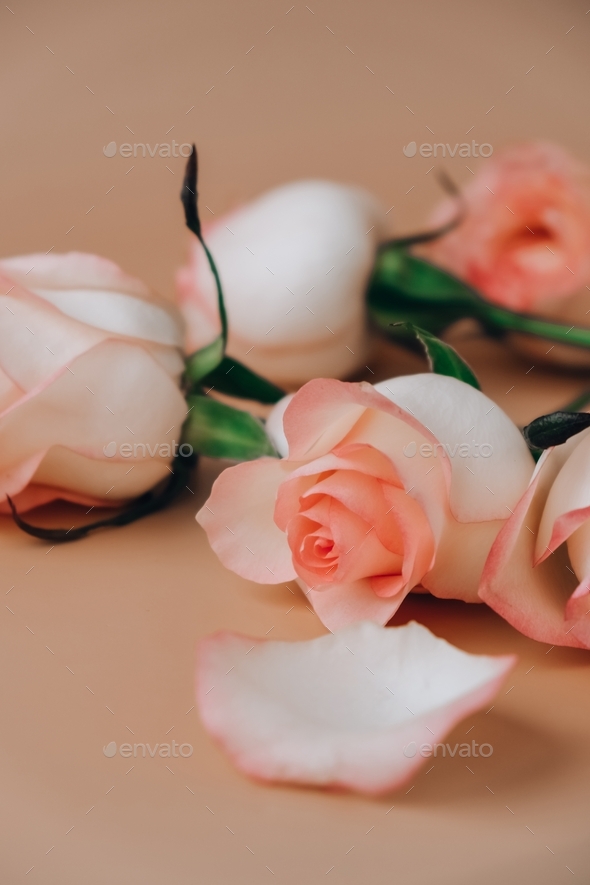 Delicate pink roses on beige background. Minimal trendy composition ...