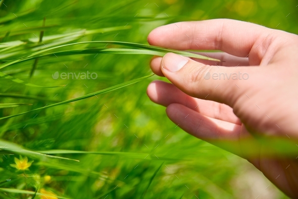 human hand touch green juicy grass. man's hand touches fresh grass ...