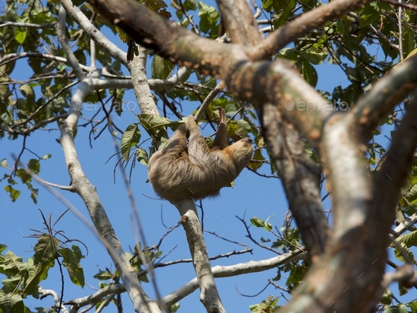 A lone wild sloth hangs upside down from a tree branch in the jungle of ...