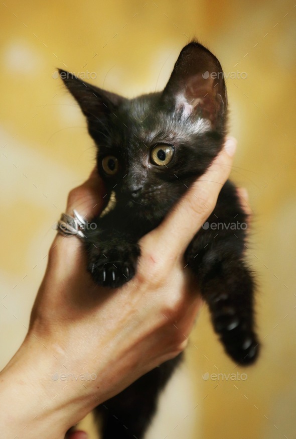 Faceless woman holding cute little black kitten Stock Photo by bilyanas1