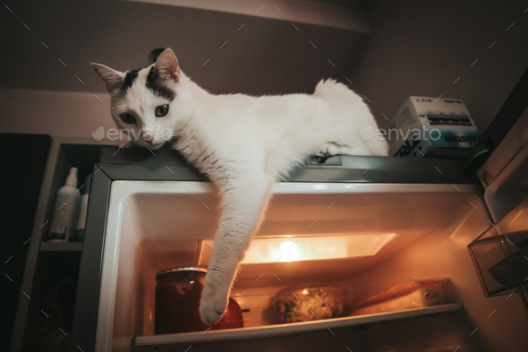 Cat laying on the fridge Stock Photo by bilyanas1 | PhotoDune