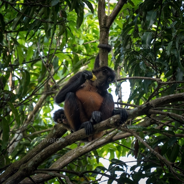 Wild Baby monkey pokes its face out from behind its mother eating some ...