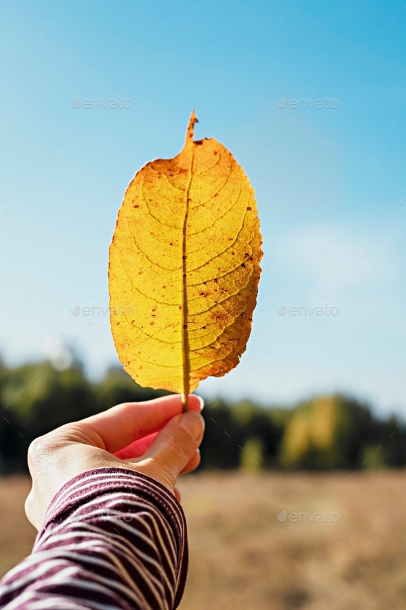 Woman's hand holding autumn yellow leaf on blue sky and forest ...