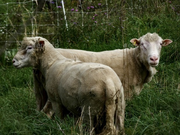 Freshly shaved sheep Stock Photo by coreyb21 | PhotoDune