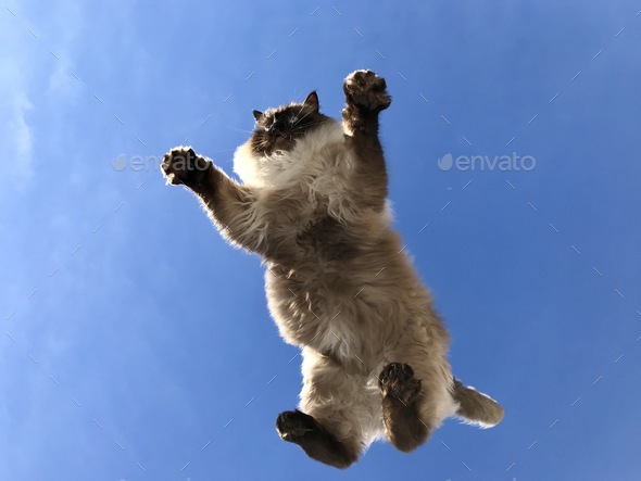 Ragdoll fluffy cat jumping from the fence Stock Photo by alexEMV ...