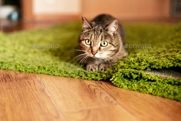 beige tabby cat Stock Photo by Elenokka | PhotoDune