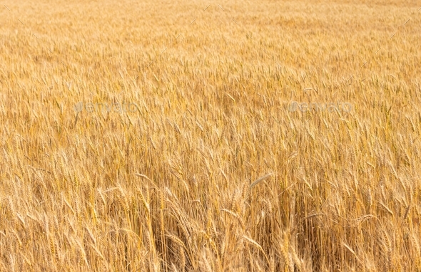 The texture of a wheat field Stock Photo by Lu_Igor | PhotoDune